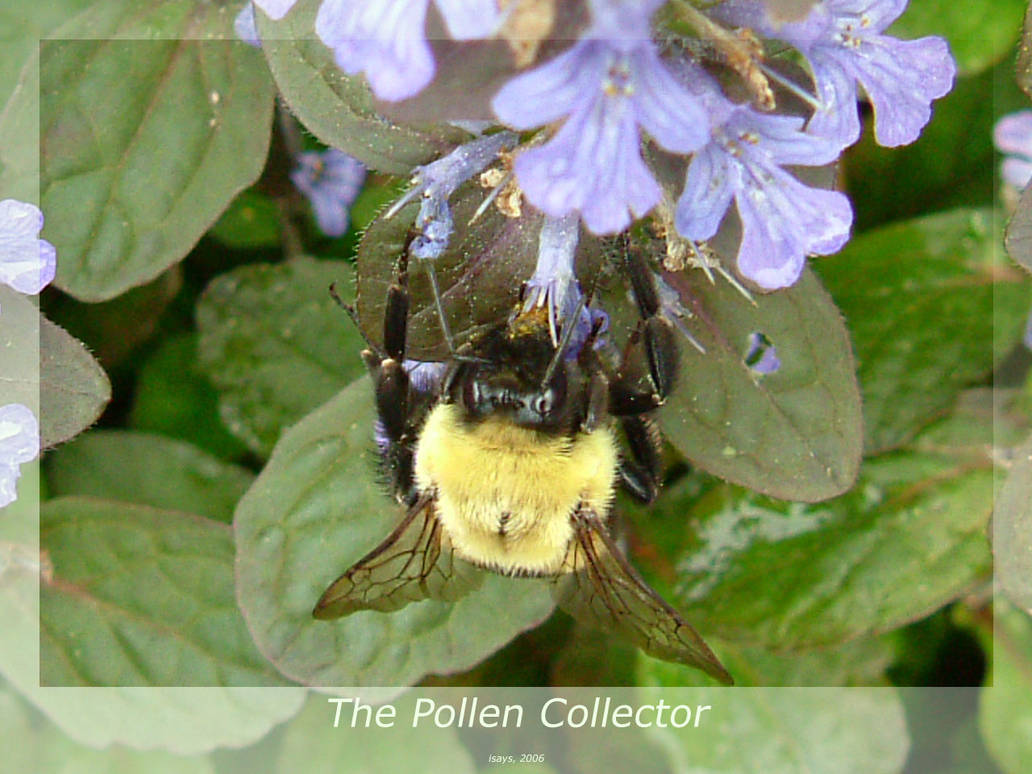 The Pollen Collector by isays on DeviantArt