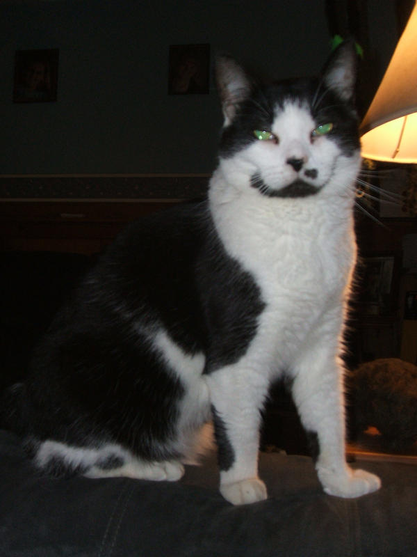 Nick-nack by gcbfs4evr on DeviantArt