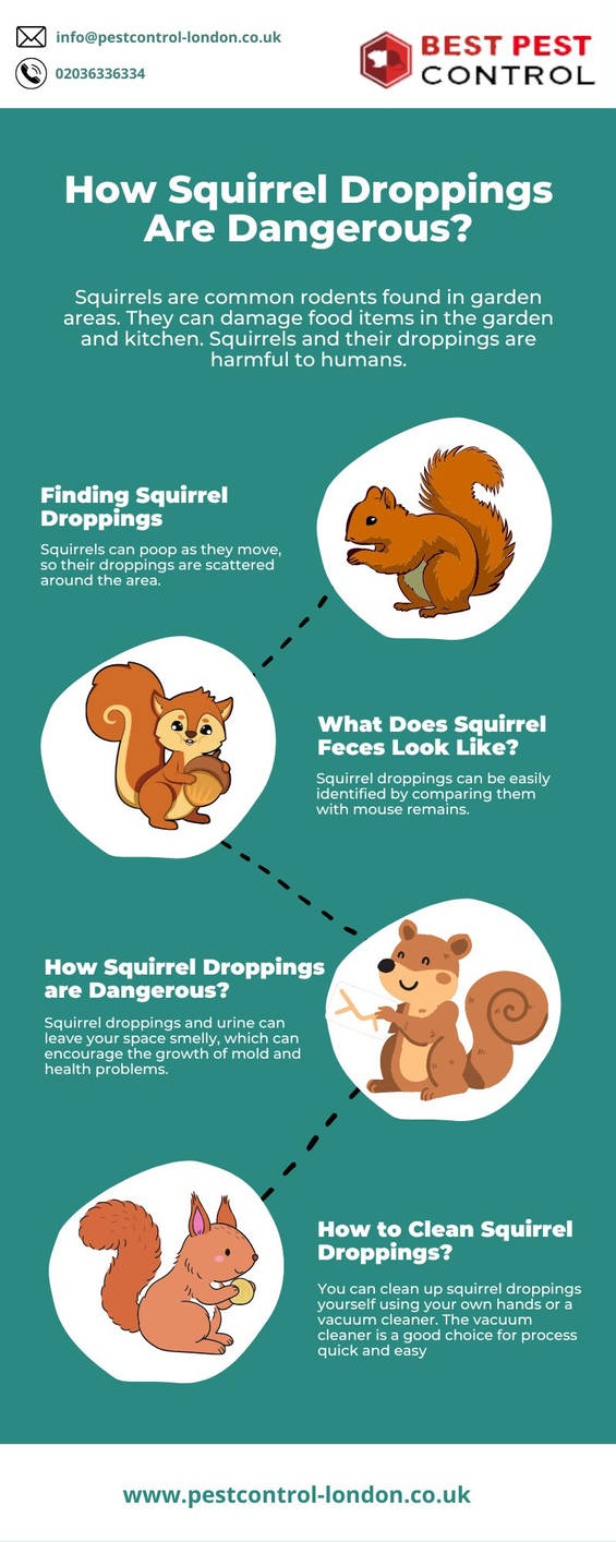 What Does Rat Poop Look Like By Myleeneleo On DeviantArt what-does-rat-poop-look-like-by-myleeneleo-on-deviantart