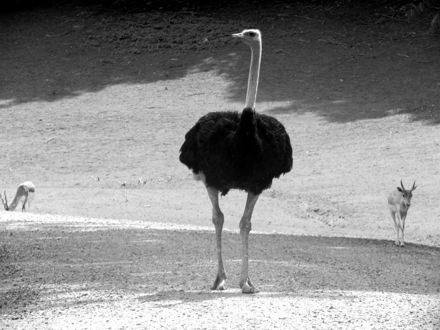 Giant Bird By Blackfoxx24 On Deviantart