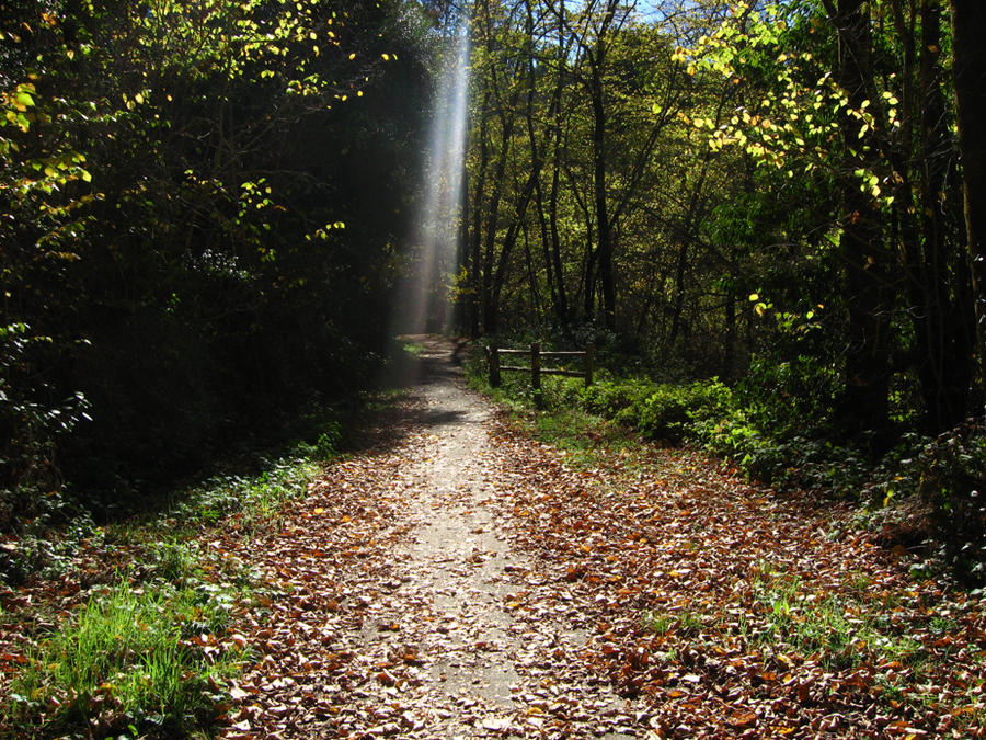 The Path Less Taken by canislupusaeterna on DeviantArt