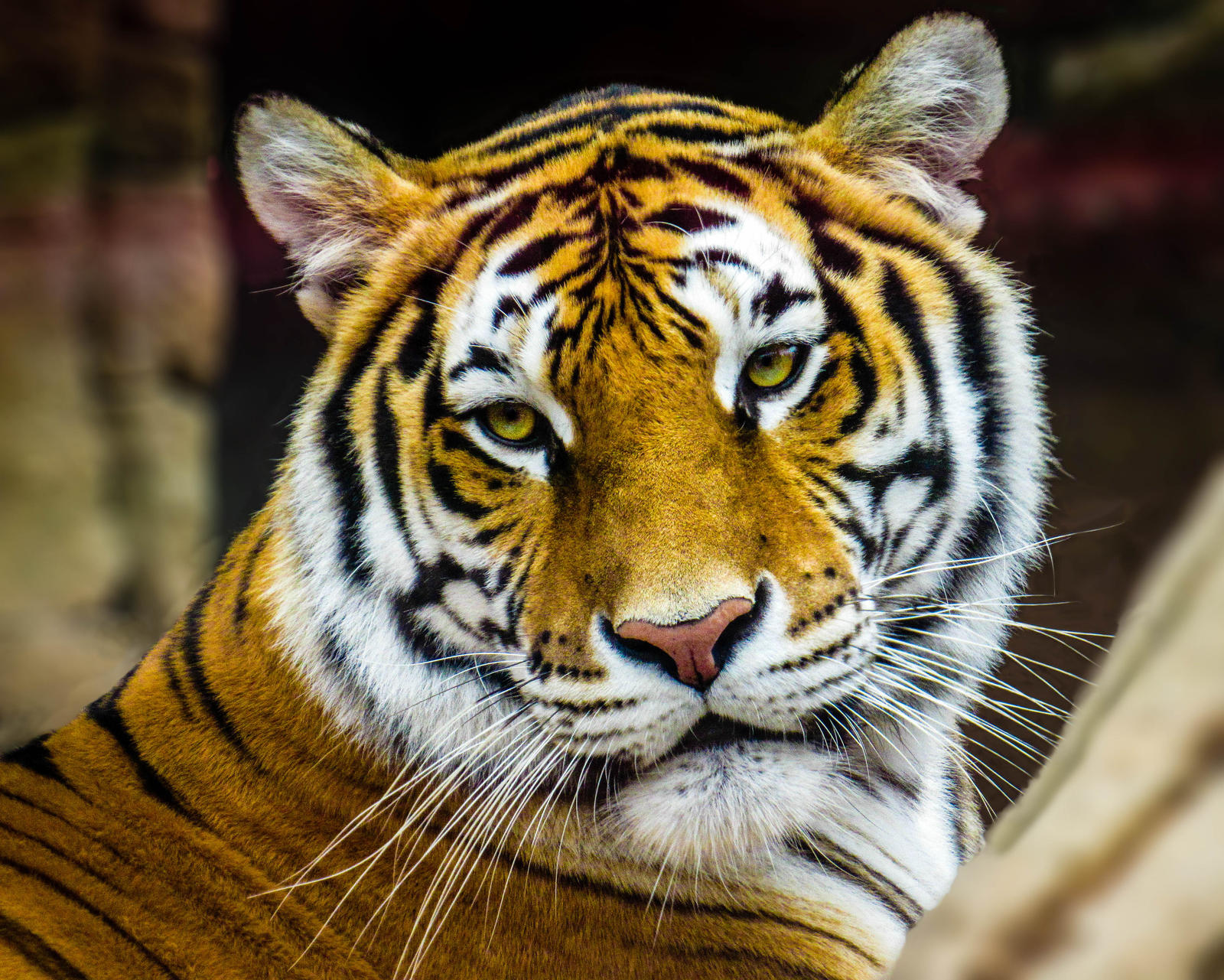 Big Cat Week By CRG Free On DeviantArt big-cat-week-by-crg-free-on-deviantart
