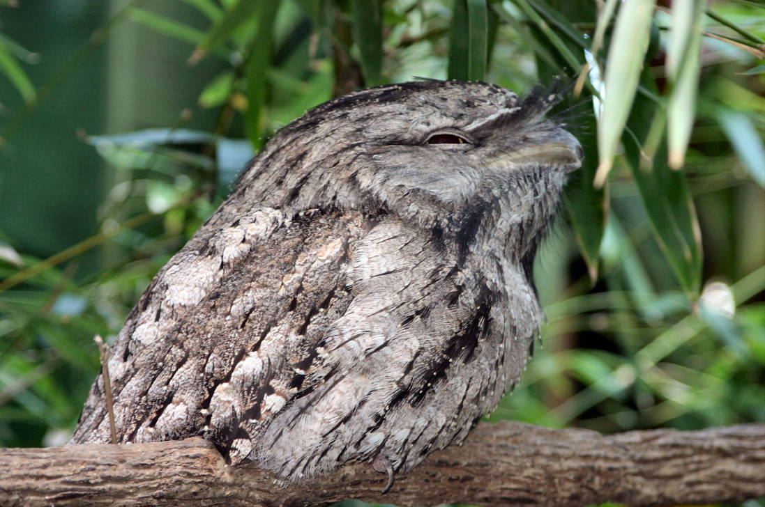 Grumpy ol Owl by MashedPotatoes on DeviantArt