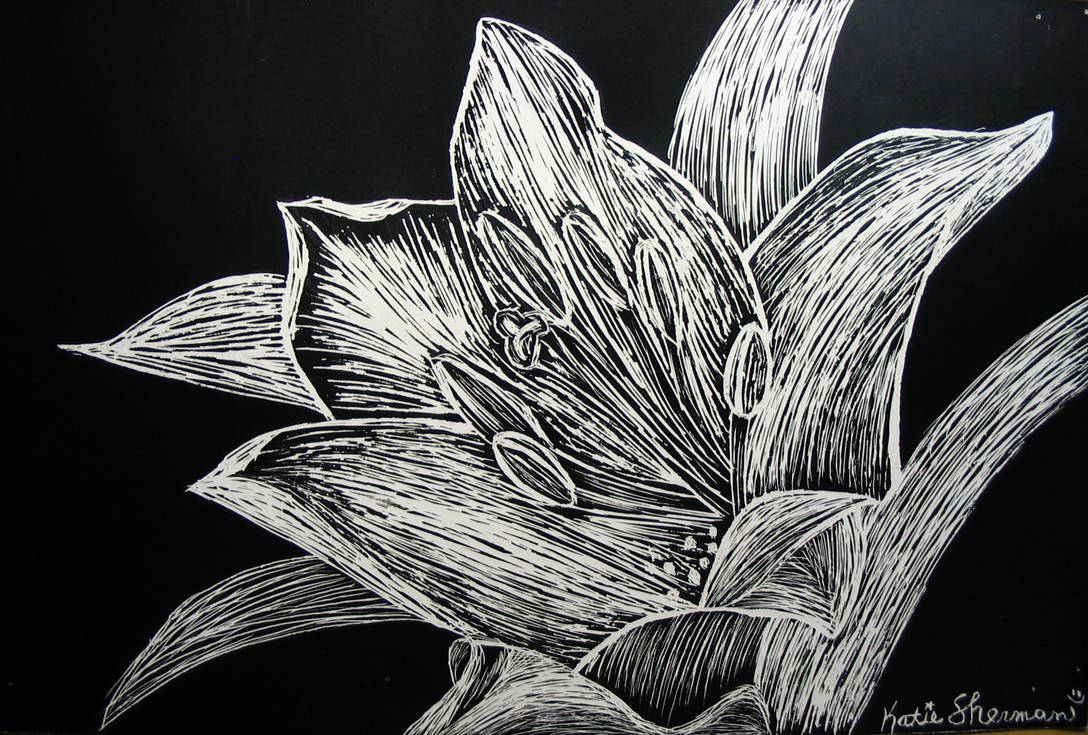 lily scratchboard by BleedOutLoud on DeviantArt