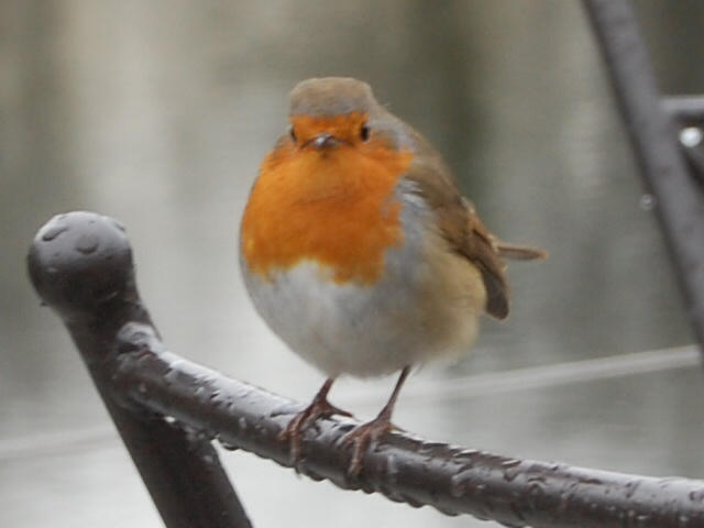 Robin Red Breast by HoboFox on DeviantArt