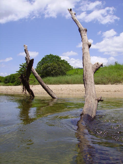 dead log floating 1 by iamtess on DeviantArt
