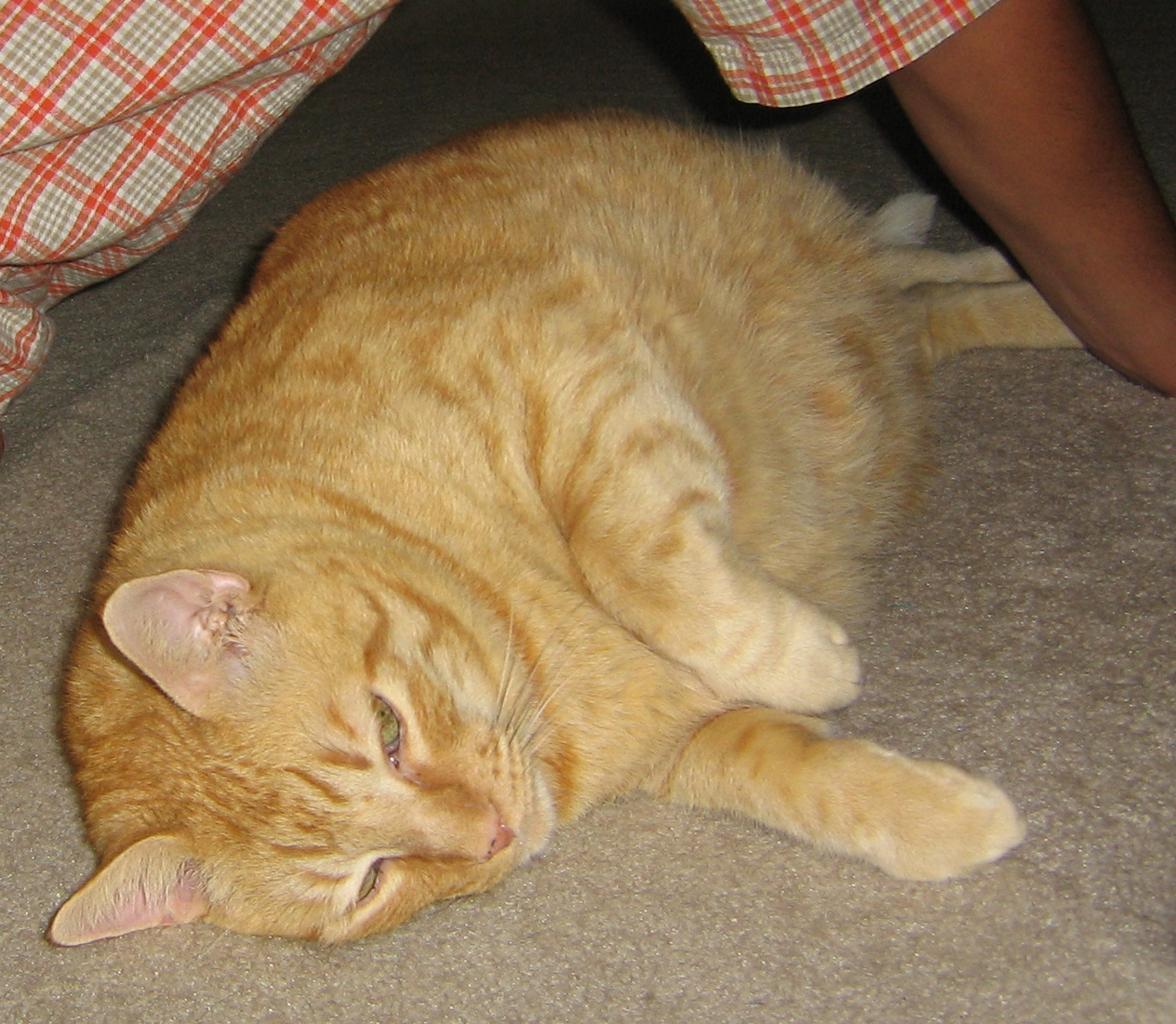 Big Fat Orange Cat 02 By CotyStock On DeviantArt big-fat-orange-cat-02-by-cotystock-on-deviantart