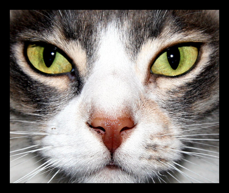definicion de gato by janebeta7 on DeviantArt