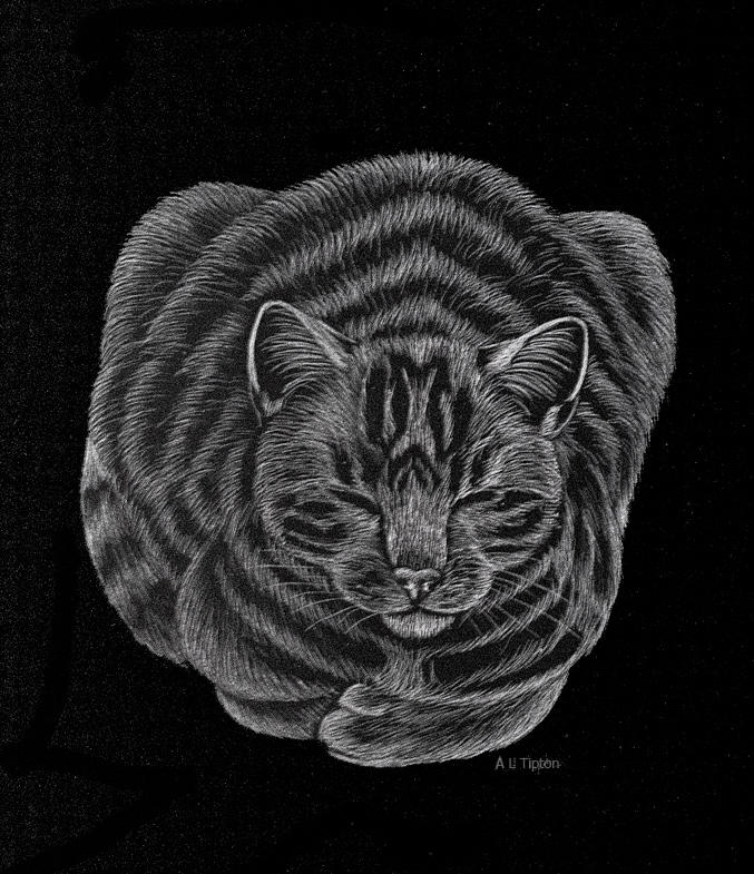 Silver Tabby Scratchboard By Wolfysilver On Deviantart