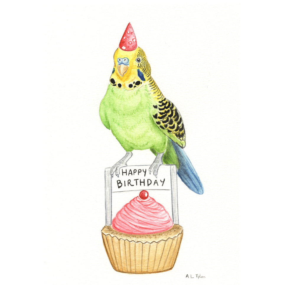 Budgie Birthday By Wolfysilver On Deviantart
