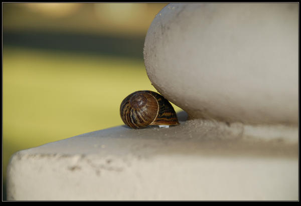 snail by bleepy-smurf on DeviantArt