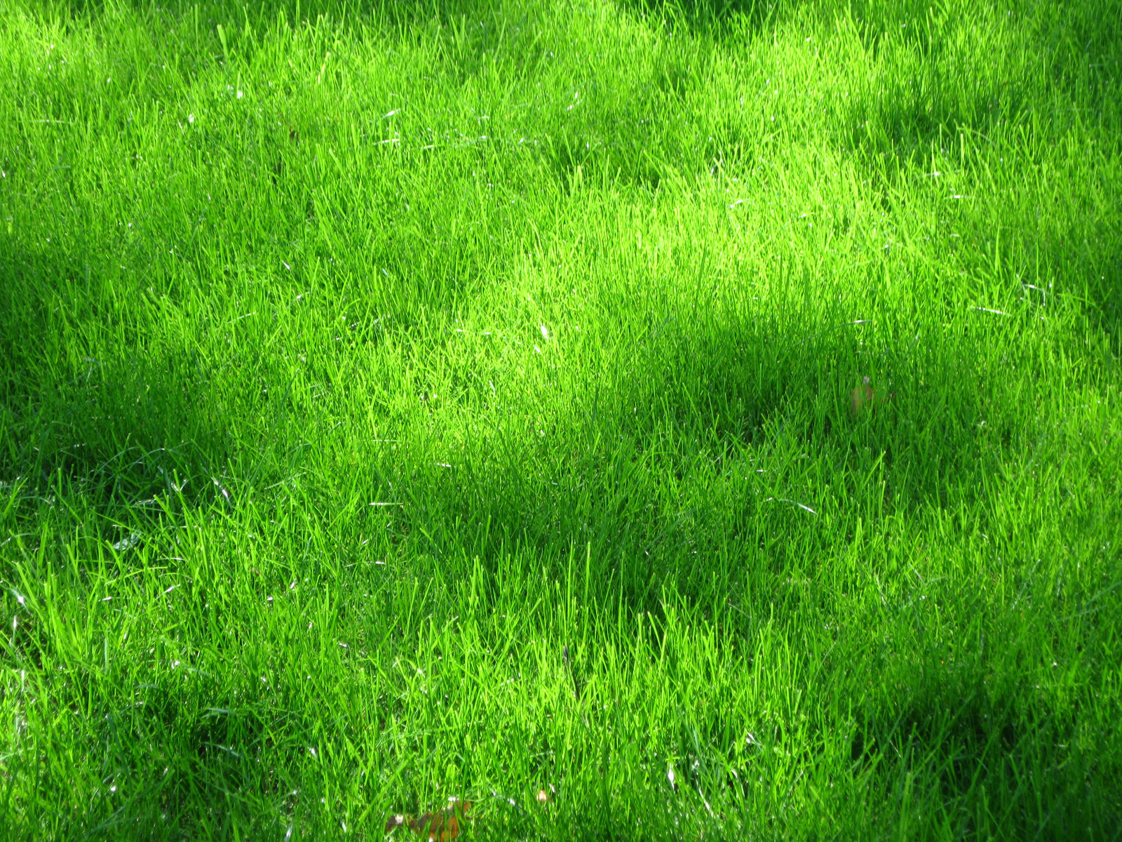 Green Grass Texture By Redilion On Deviantart