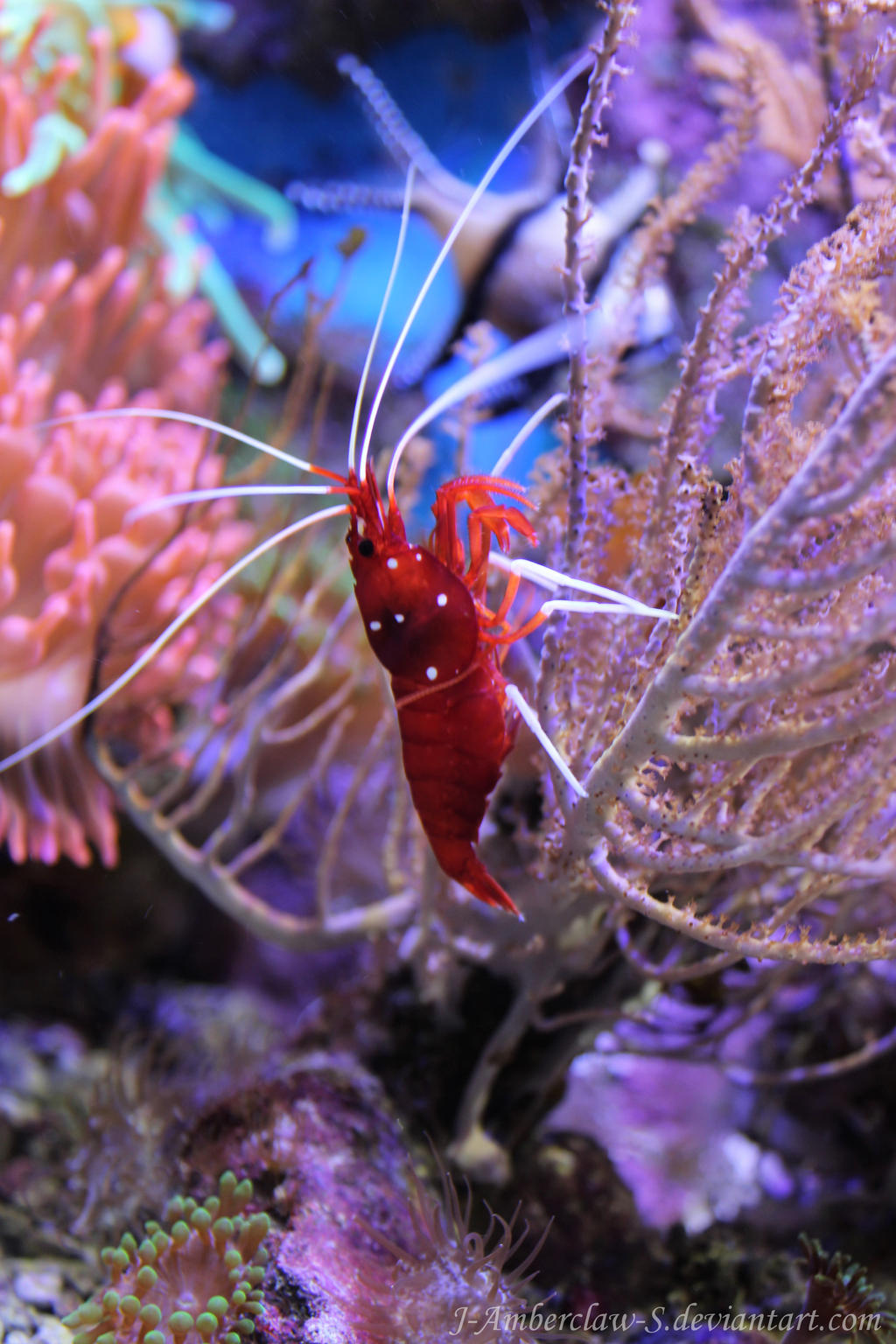 Fire Shrimp By J Amberclaw S On Deviantart