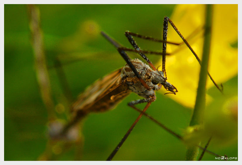Scary mosquito'2 by no2klops on DeviantArt
