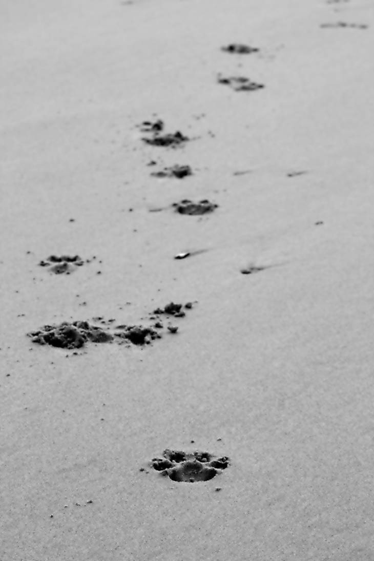 Sandy Feet By Goteamedward On Deviantart