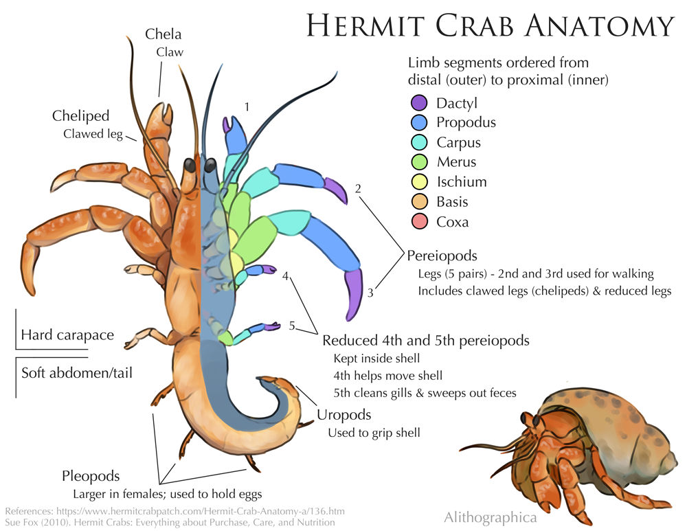 Science Fact Friday Hermit Crab Anatomy By Alithographica On Deviantart