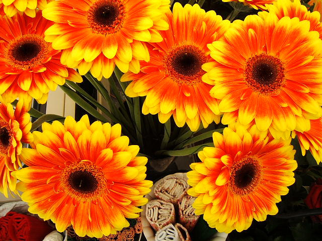 German Flowers. by loversaidno on DeviantArt