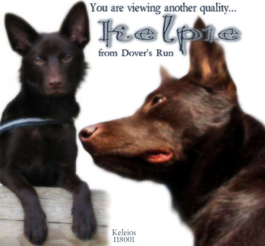 Kelpie Template by BrokenDreams24 on DeviantArt