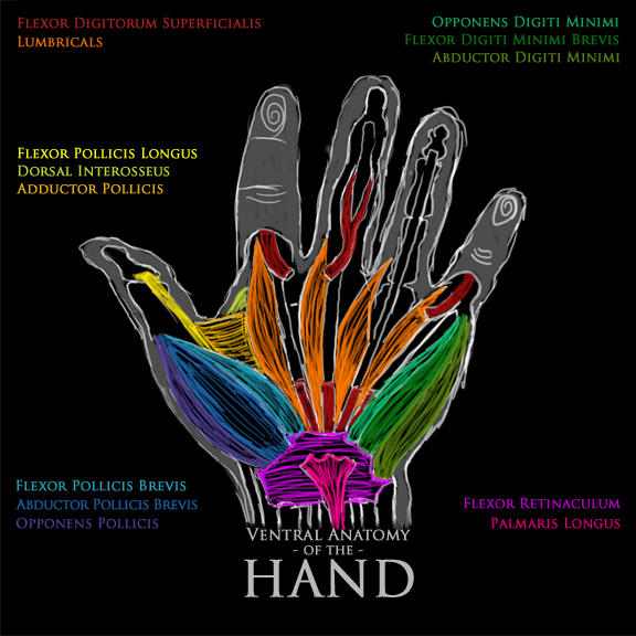 Palmar Anatomy of the HAND by Anaxi on DeviantArt