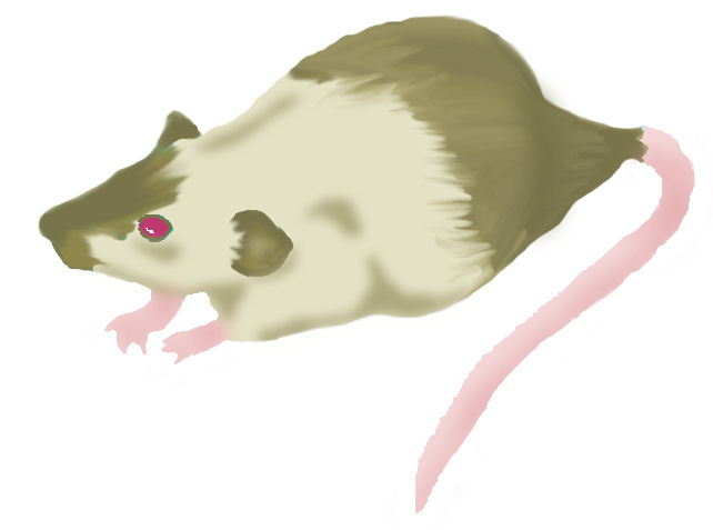 Siamese Dumbo Rat by LadyShamisen on DeviantArt