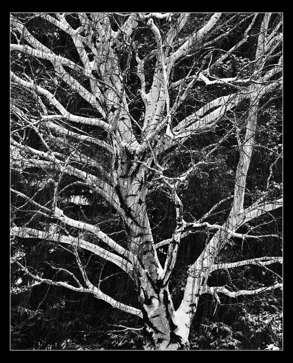 Weeping Birch by mymamiya on DeviantArt