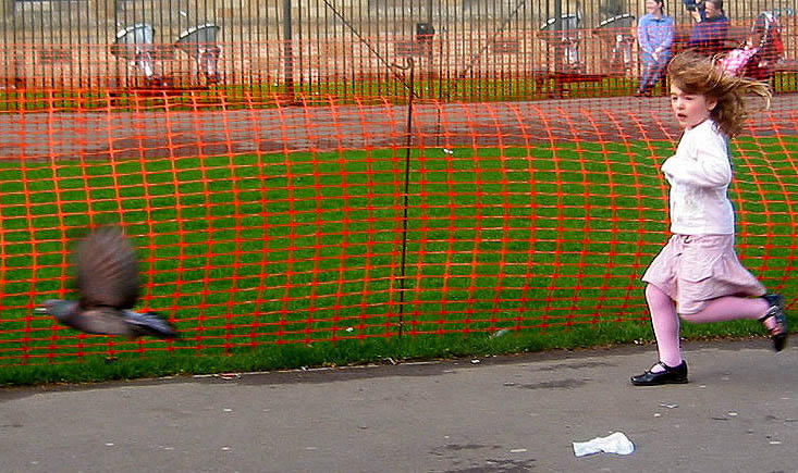 Pigeon Chase. by rosalis on DeviantArt