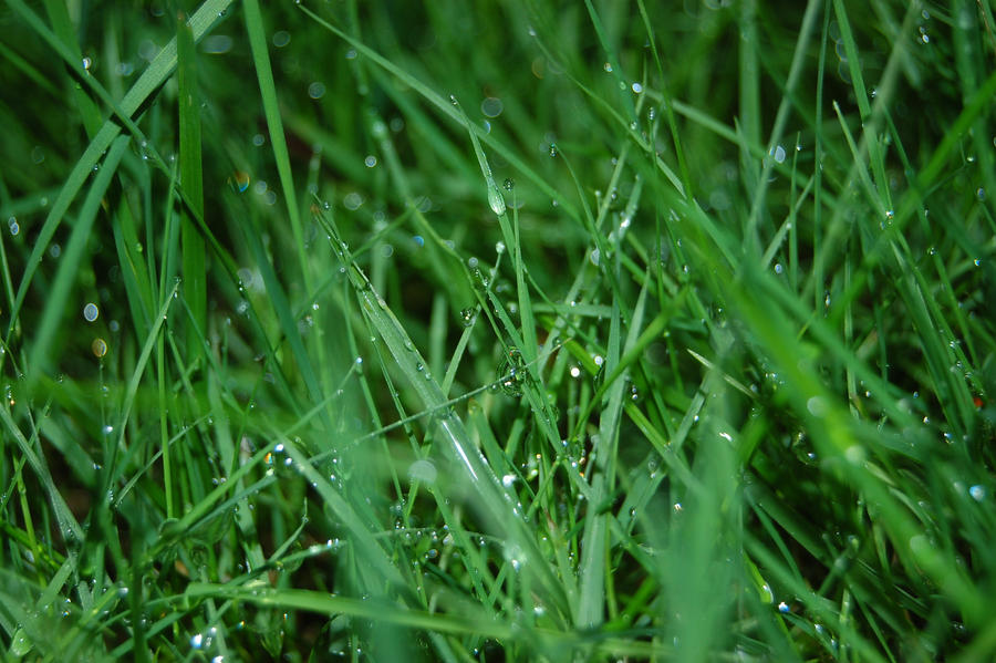 wet grass wallpaper by aradilon on DeviantArt
