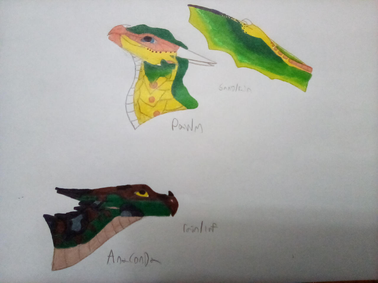Wings of fire O.C. Rainwing hybrid headshots by CaptainHufflepuff501 on ... Wings of fire O.C. Rainwing hybrid headshots by CaptainHufflepuff501 on ...