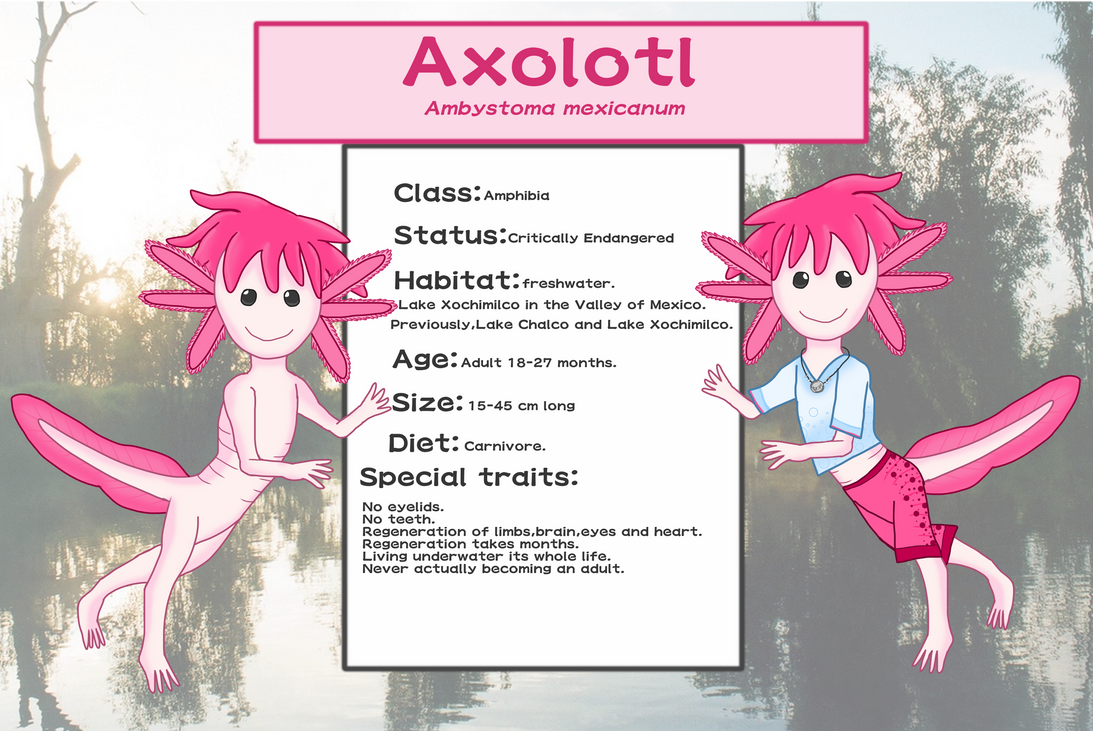 Anthro Axolotl Ref By Seajelly22 On Deviantart