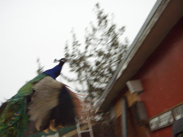 Peacock Flight By Ammuake69 On Deviantart