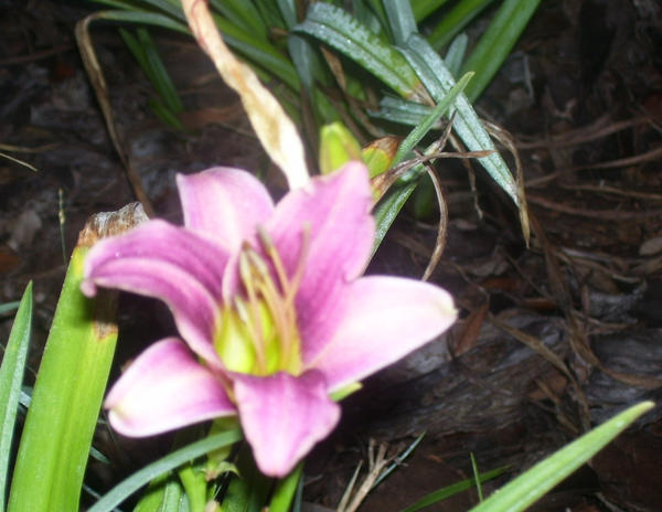 Ooh Pretty Flower By Xnex On Deviantart