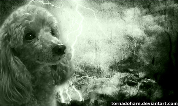 Poodle Lightning Storm by Tornadohare on DeviantArt