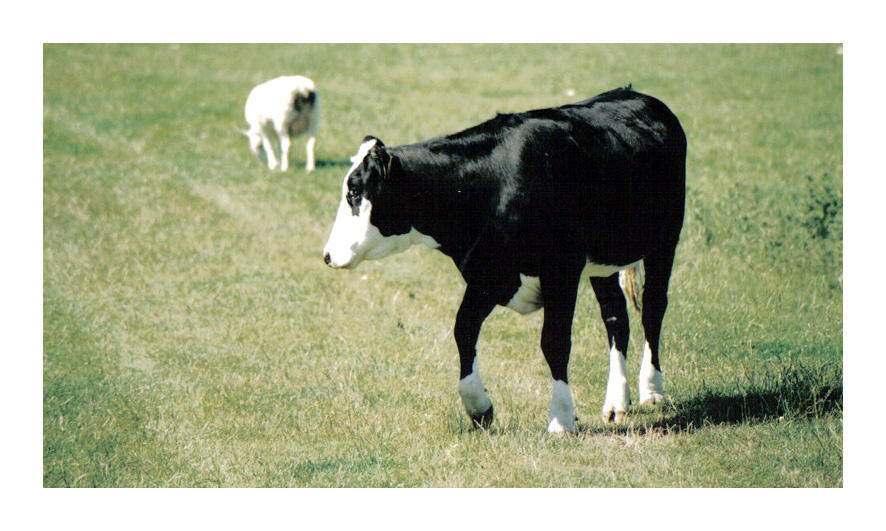 Study of a Cow by stevedave04 on DeviantArt
