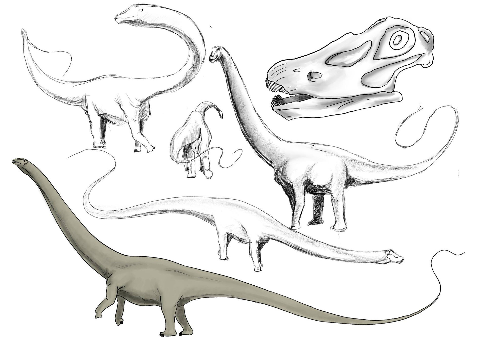 Diplodocus Sketch by Kendiplo on DeviantArt Diplodocus Sketch by Kendiplo on DeviantArt