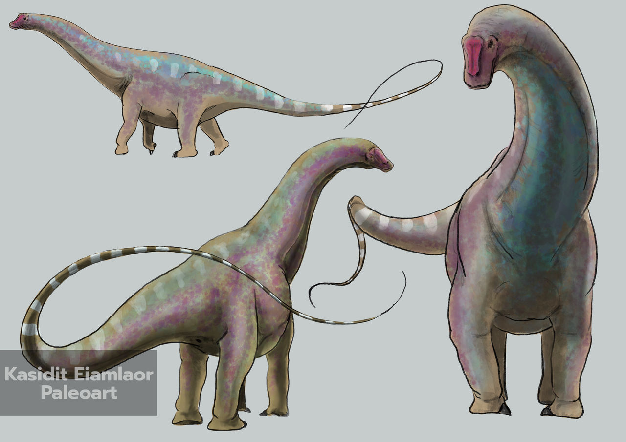 Apatosaurus ajax sketch by Kendiplo on DeviantArt Apatosaurus ajax sketch by Kendiplo on DeviantArt