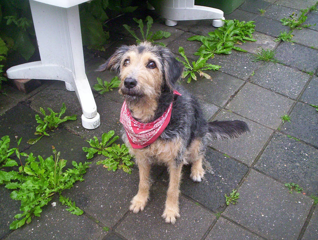 Bucky sitting by lappiel on DeviantArt