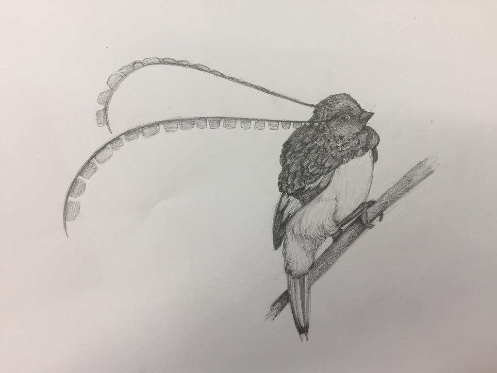 Smol Birb By Pocketdoodlez On Deviantart