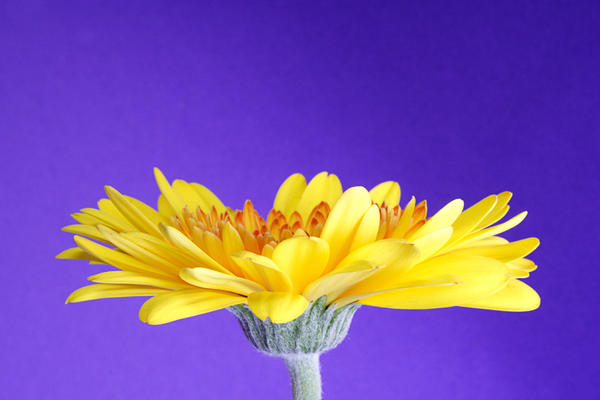 Themed Feature - Complementary Colours in Nature by serel on DeviantArt