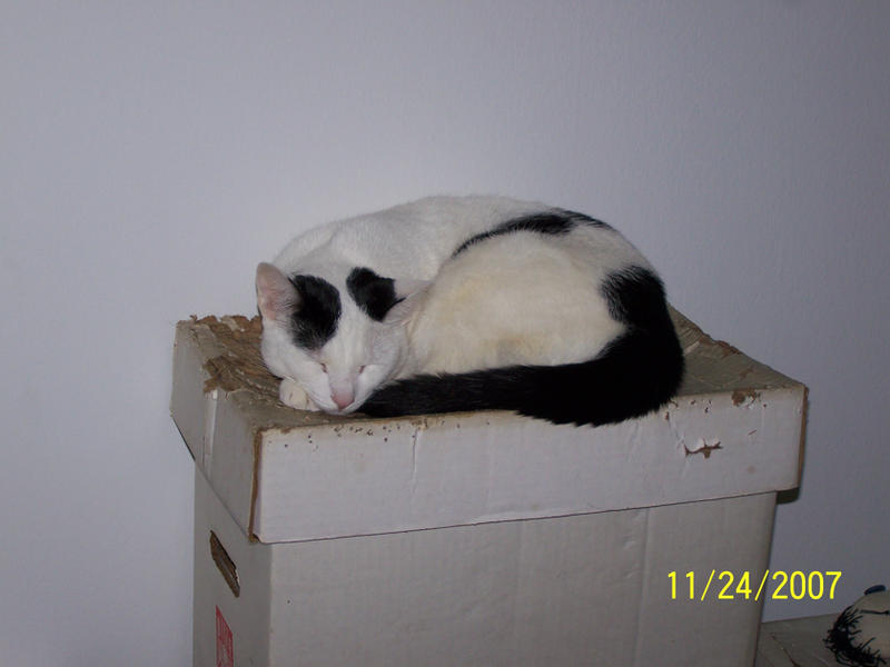 Snow-chan by Twilight-Westwind on DeviantArt