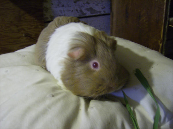 Lord Fluffanutta by Shockbox on DeviantArt