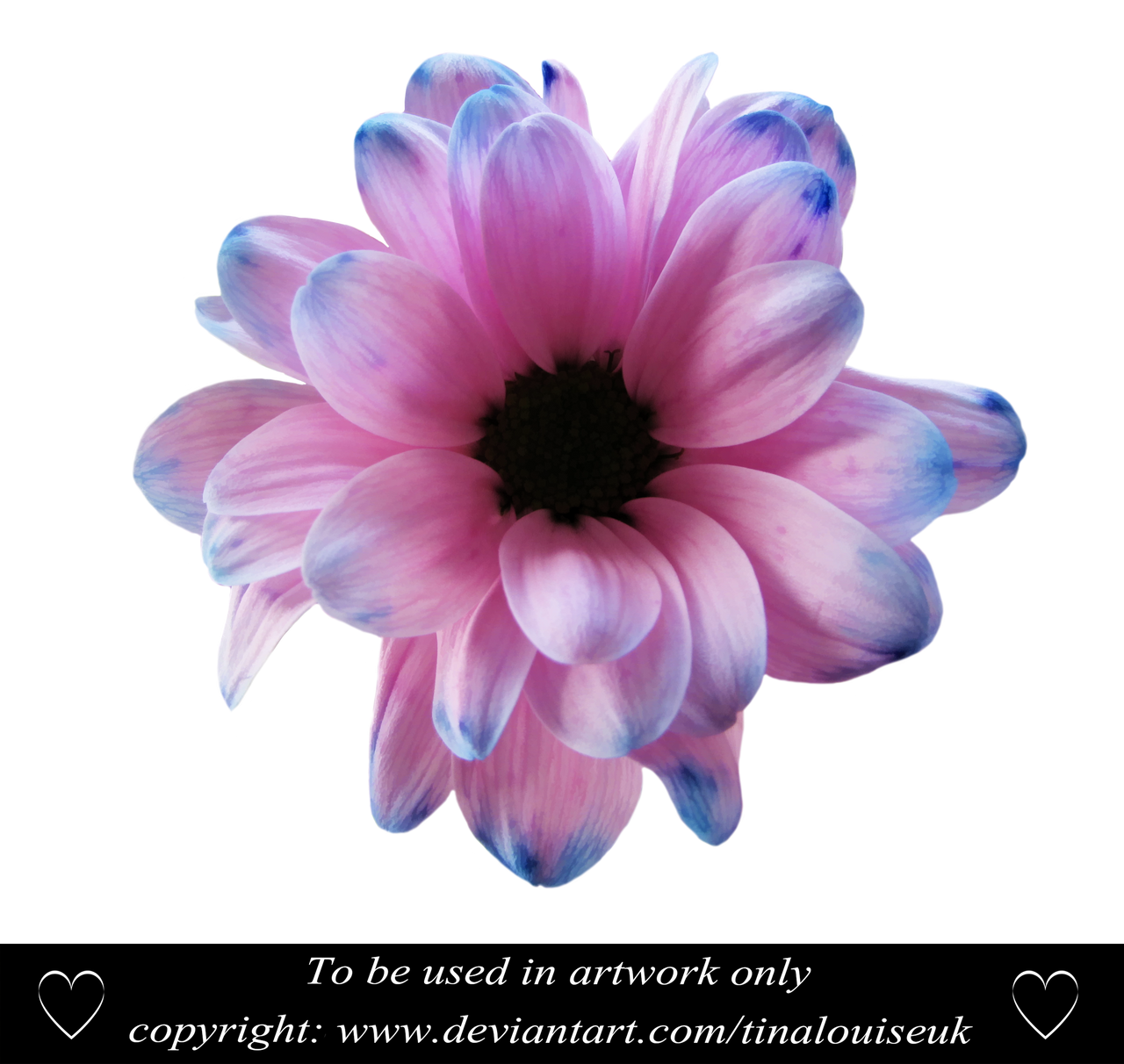 Daisy Head By Tinalouiseuk On Deviantart