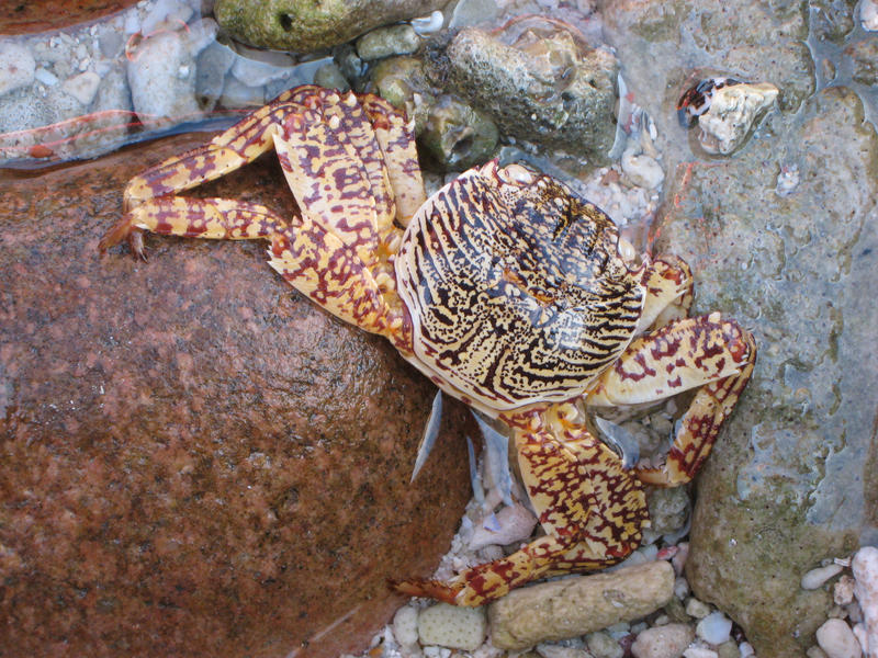 Dead Crab by StraightAce01 on DeviantArt