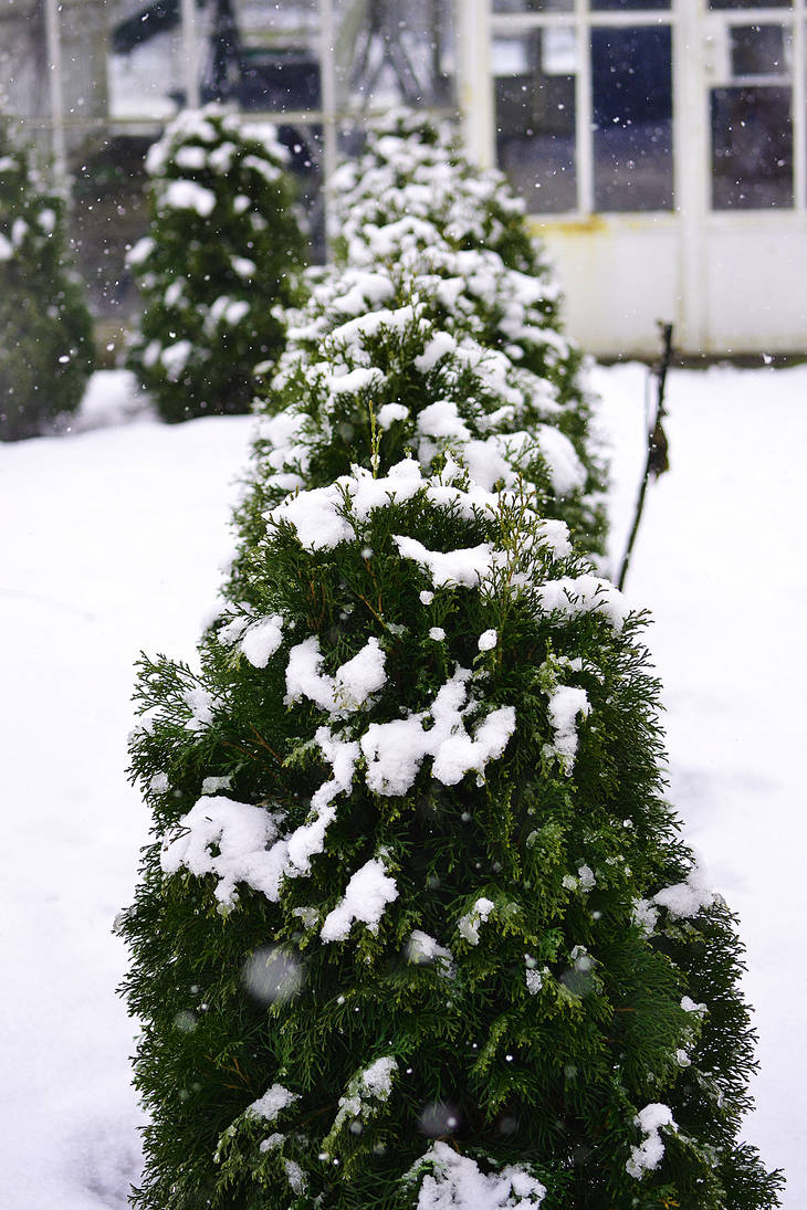 Junipers By Piotrrk On Deviantart