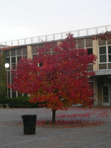 My Favorite Little Red Tree by ddddigital on DeviantArt