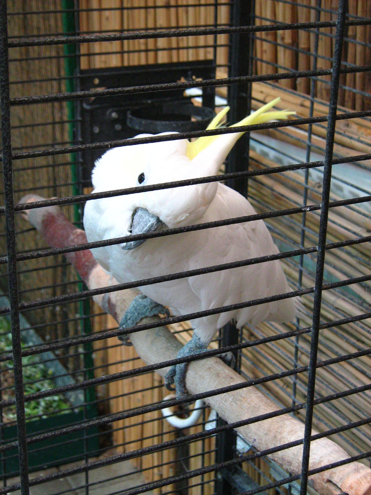 Cockatoo By Tiemnokryskin On Deviantart