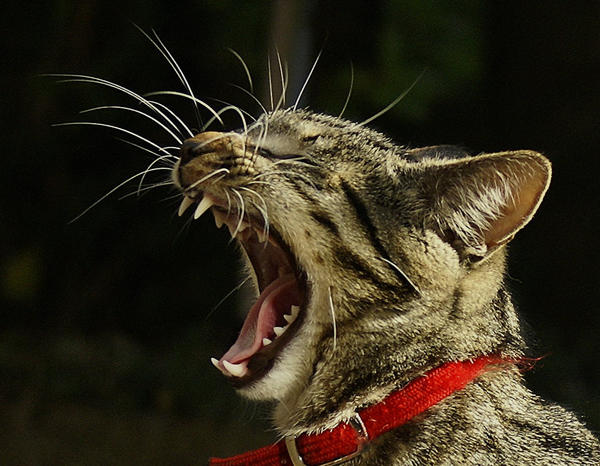 'Say Aaahhh' by MyFurLady on DeviantArt