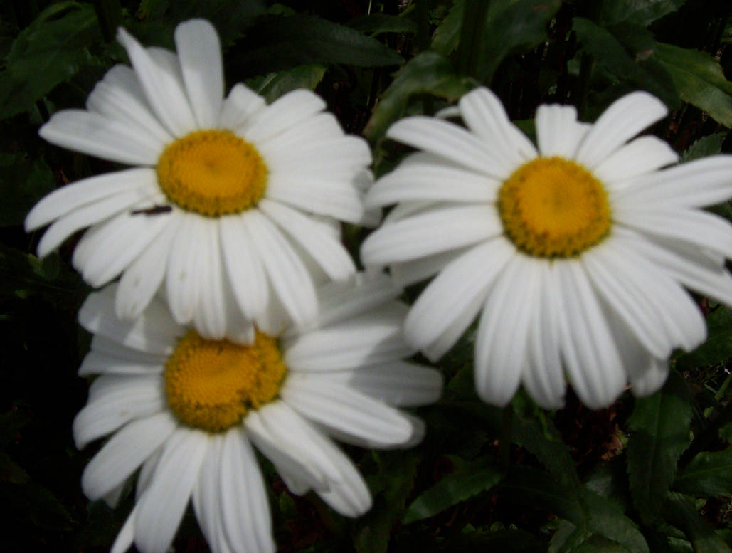 Daisys 2 By Slitwristxromance On Deviantart