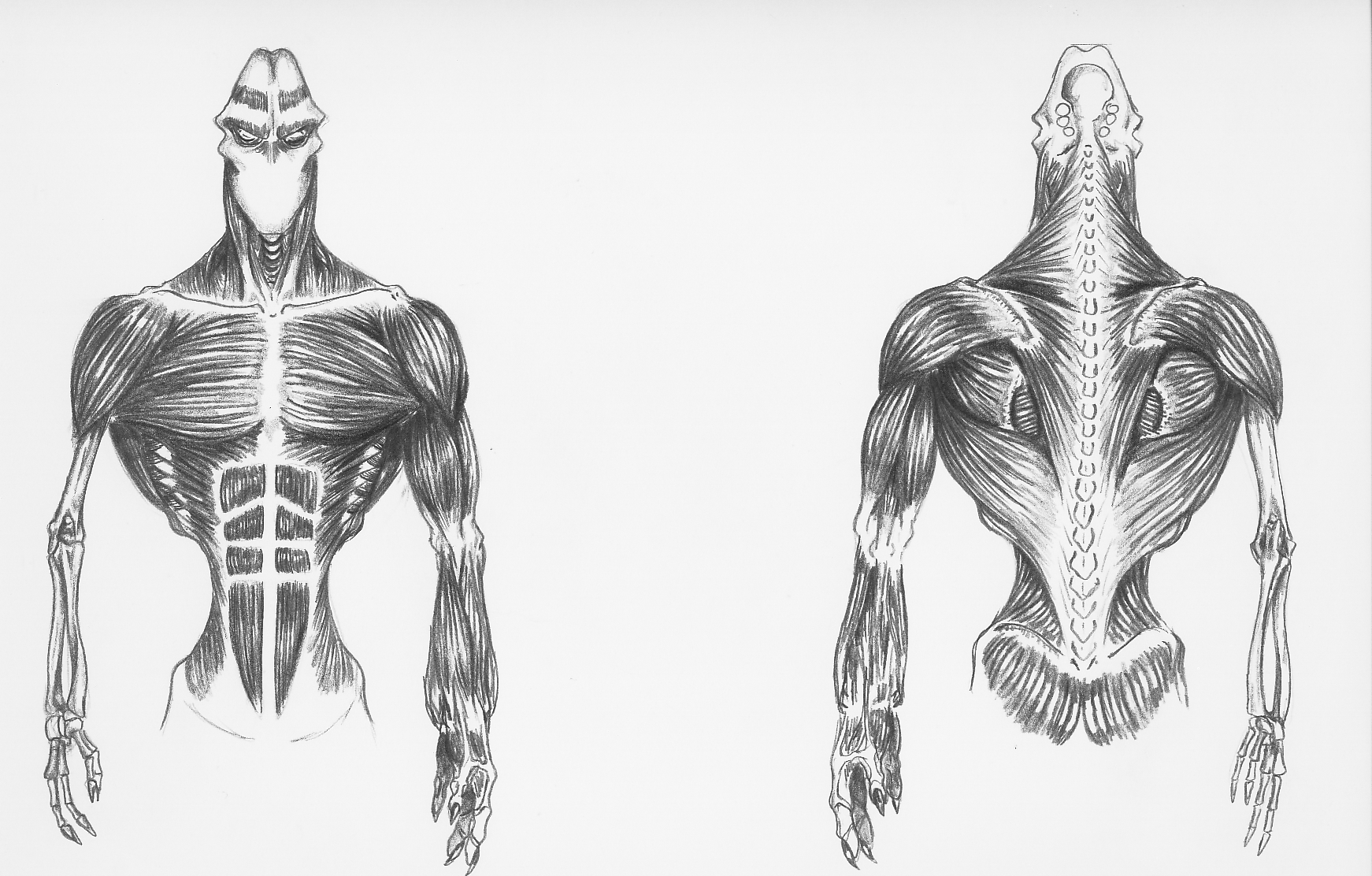 Protoss anatomy by highdarktemplar on DeviantArt