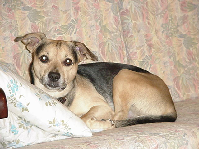 Hercules, the dog by labs on DeviantArt