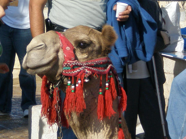 Camel 5 by Latterose on DeviantArt